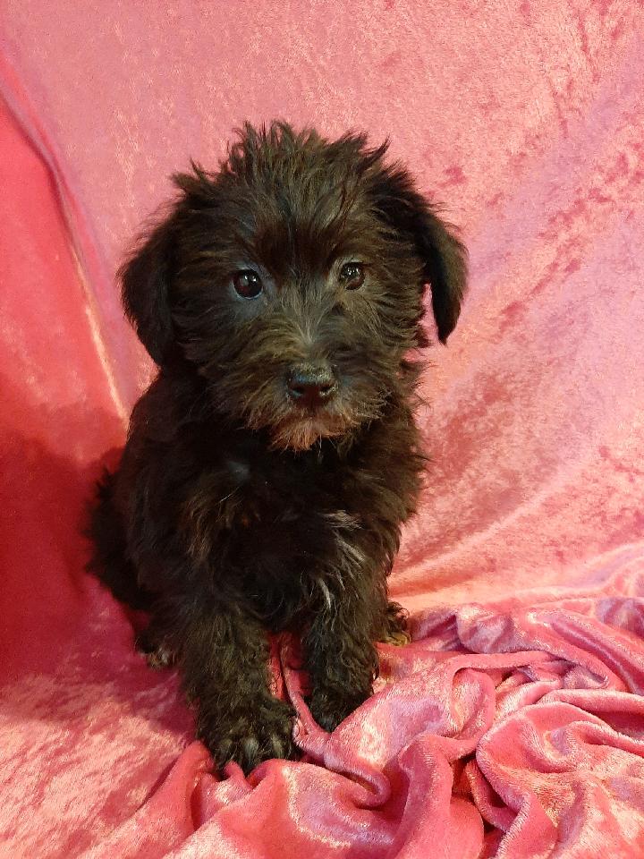 Schnoodle Puppies | Chrishaun's Paw Prints
